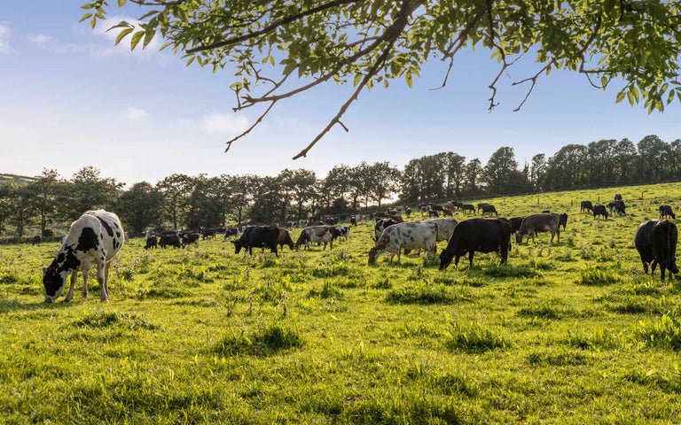 Exploding Bakery Ingredients - Butter