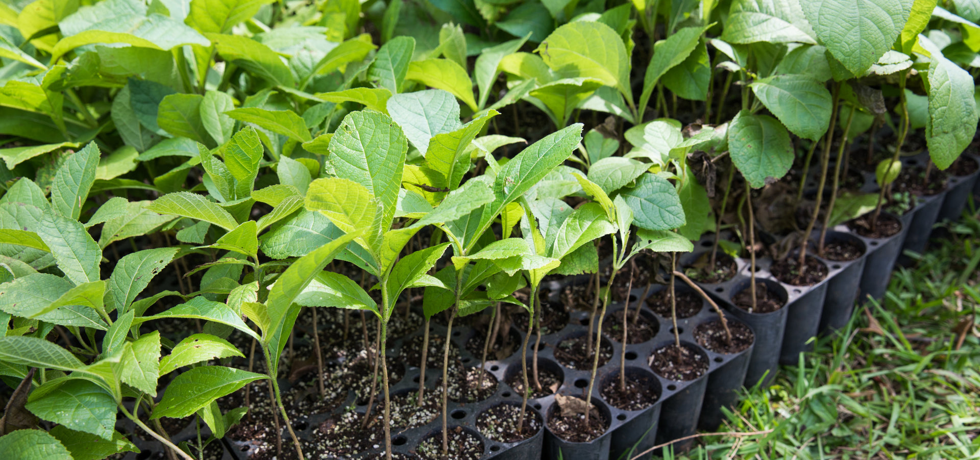 Exploding Bakery | Wholesale Cake Supplier | UK Next Day Delivery